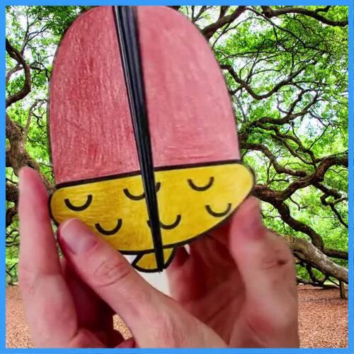 Life cycle of an oak tree acorn sequence & fold activity fall cut ...