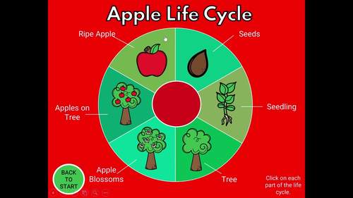 Apple Life Cycle Movement Game by Pink Oatmeal | TPT