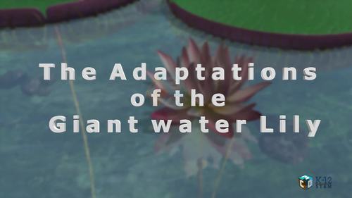 The Adaptations of the Giant Water Lily - High quality HD Animated Video