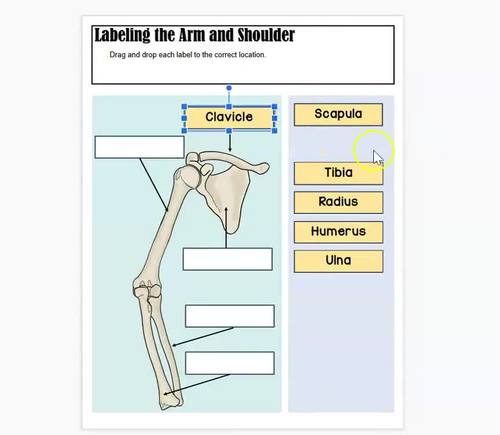 Interactive Human Skeleton Google Notebook Distance Learning | TpT