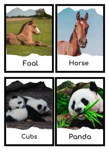 Animal Mothers and Babies | Vocabulary Activity | Photo Cards | TPT