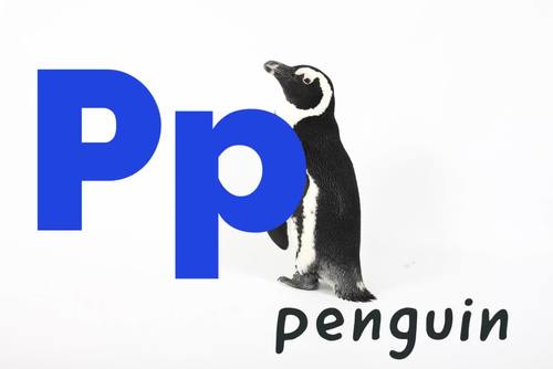 Pp-penguin by The Pillar of Peace | TPT