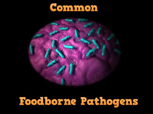 Common Foodborne Pathogens [Powerpoint, Video, Google Slide Lesson]