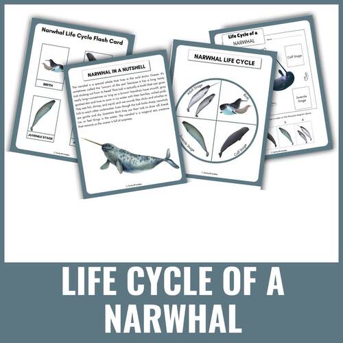 Life Cycle of a Narwhal Worksheet | Ocean Animal Unit Study With Fun Facts!