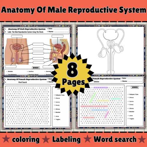Anatomy of the Male Reproductive System | Labeling Worksheets, Diagrams