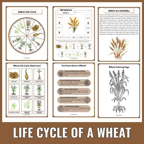 Wheat Plant Life Cycle: Cereal grain Science Unit Study Fun Facts ...