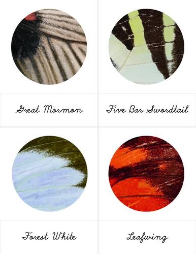 Butterfly Wing Pattern Matching Labeled Cards CURSIVE FONT Set of 30 ...