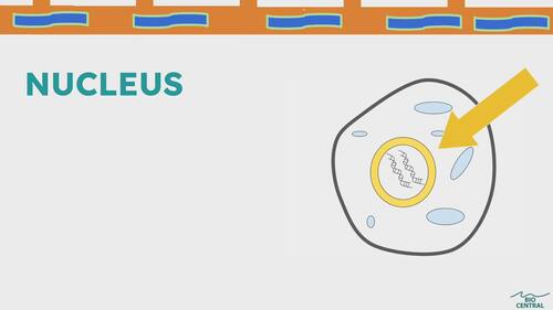 Nucleus/DNA/Mitosis Introduction: Lecture Slides & Note Sheet by Bio ...