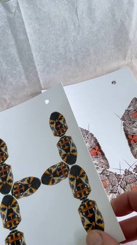 Bug & Insect Alphabet Letters | Insect Bulletin Board | Phonetic Real ...