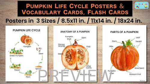 PUMPKIN LIFE CYCLE POSTERS & VOCABULARY CARDS, ANATOMY OF A PUMPKIN ...