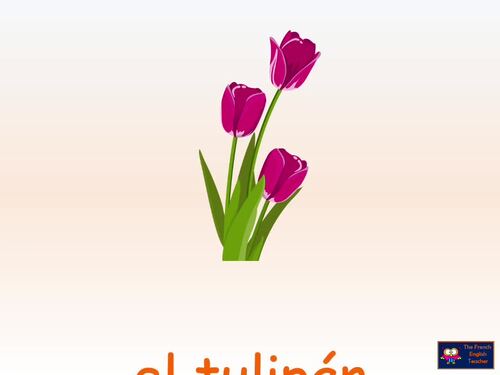 LAS FLORES (vocabulario) - POWERPOINT on flower vocabulary in SPANISH