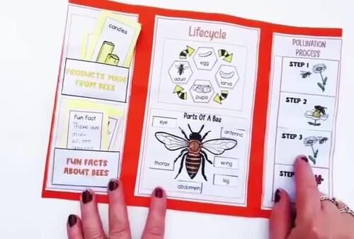 Bee Lapbook And Power Point - World Bee Day - Bee Activities | TPT
