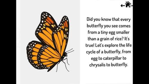 Butterfly Life Cycle Boom Cards™ - Language Activities by Pear Tree Speech