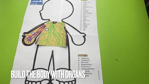 Intro to Human Body Systems Activity| Build a Body | Sort Organs into ...