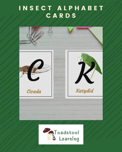 Insect Alphabet Cards by Toadstool Learning | TPT