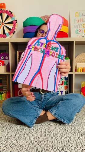 Système Circulatoire | Maquettes 3D des Systèmes du Corps Humain | Sciences