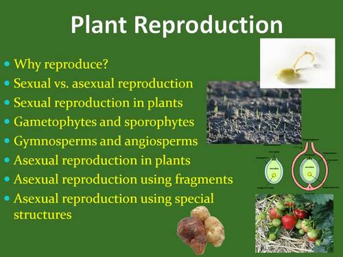 Plant Reproduction - A Grade 11 and Up Biology PowerPoint Lesson