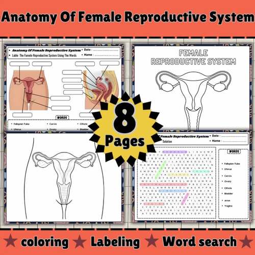 Anatomy of the Female Reproductive System | Labeling Worksheets, Diagrams