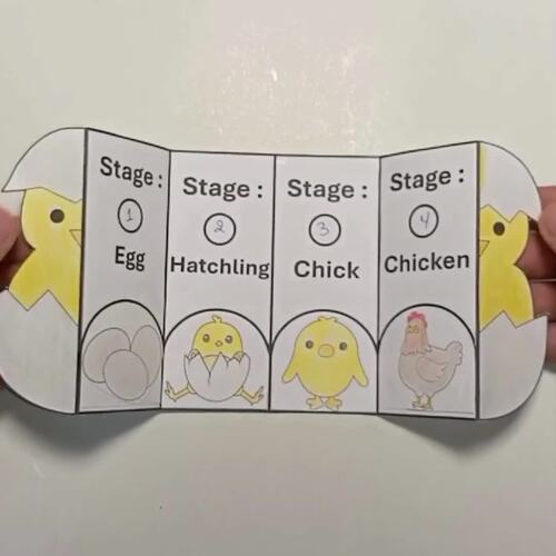 Life Cycle of a Chicken Craft - Fun Cut and Paste Foldable Sequencing craft