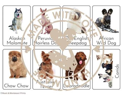 Dogs & Parts of a Dog/Montessori 3 Part Cards/Info Cards/Cut & Paste ...