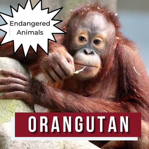 Orangutan | Endangered Animal research page for animal or rainforest report