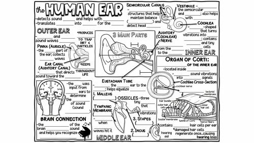 Human Ear Doodle Notes & Quiz + PowerPoint (PDF + GF) | Anatomy & Life ...