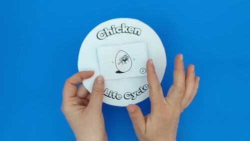 4 Life Cycle Flipbooks - Butterfly, Frog, Ladybug and Chicken | Science ...