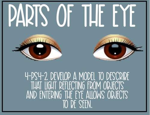 Eye Structure and Function -Powerpoint by Hey Science Lady | TPT