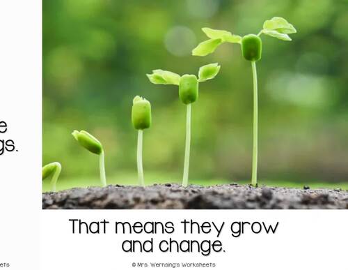 What is a Plant? Projectable Read-Aloud Lesson - KINDER SCIENCE | TPT