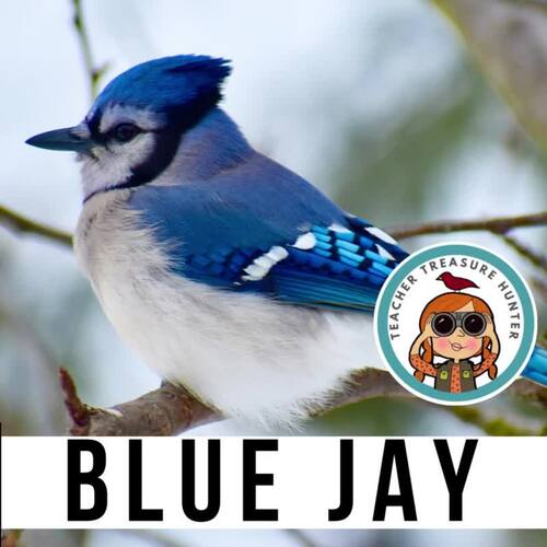 Blue Jay bird information page for research and writing a bird report