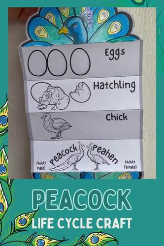 Peacock Life Cycle Learning Activity For Kids | Bird Unit study ...