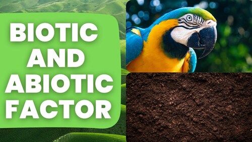 Ecosystems | What are Biotic & Abiotic Factors? by STEAMspirations