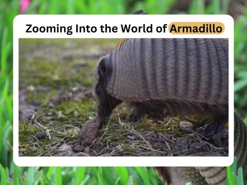 NO PREP All About Armadillos Presentation, a Wild Animal Adventure 3rd ...