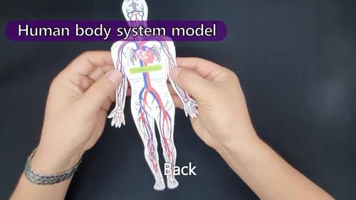 DIY Paper human body system model, biology science activity, anatomy ...