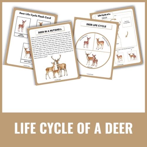 Life Cycle of a Deer, Woodland Animals mammal science unit study with ...