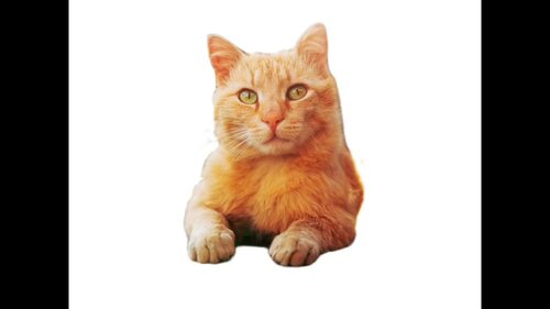 Cal the Cat - 3 Note Piano Song by Bryan Kujawa | TPT