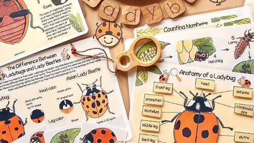 Ladybug Unit Study: Anatomy, Lifecycle, Facts | Poster, Flashcards ...