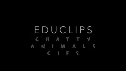 GIFs - Chatty Animals - Animated Images - {Educlips} by Educlips