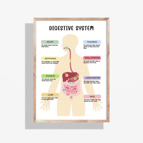 Digestive System Poster for Kids – Printable PDF Science Chart, Human ...
