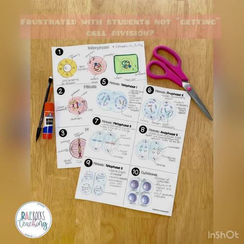 Cell Cycle of Mitosis by Rae Rocks Teaching | TPT