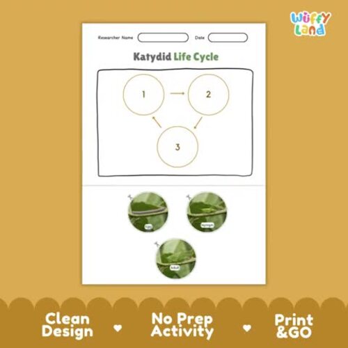 Katydid Life Cycle Poster and Cut and Paste Worksheet Activity by Wuffyland