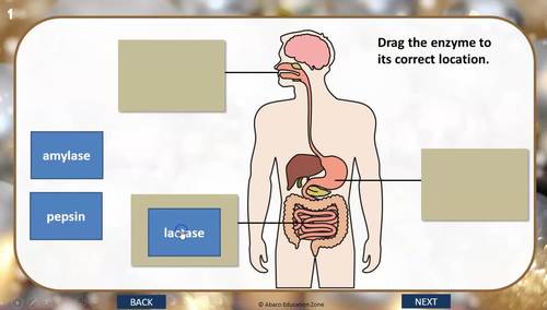 Digestive System Drag and Drop by Abaco Education Zone | TPT