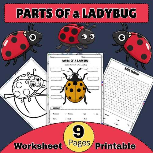 Parts of a Ladybug Worksheet | Insect Anatomy | for Kids & Labeling ...