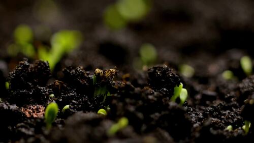 Spring Video Scenes- Language Activity by Speech Language Goodies