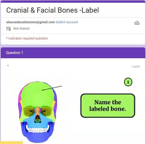 Cranial and Facial Bones Labeling Activity by Abaco Education Zone