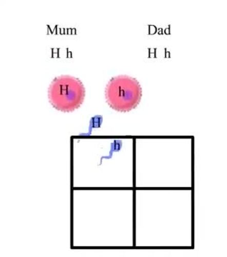 Genetics Monohybrid Cross Punnett Square Practice by Scholarly Biology