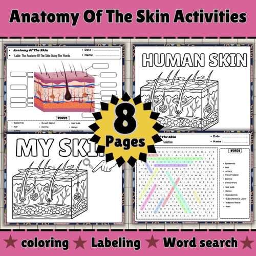 Anatomy of the Skin Worksheets | Layers of Human Skin | Science Activity