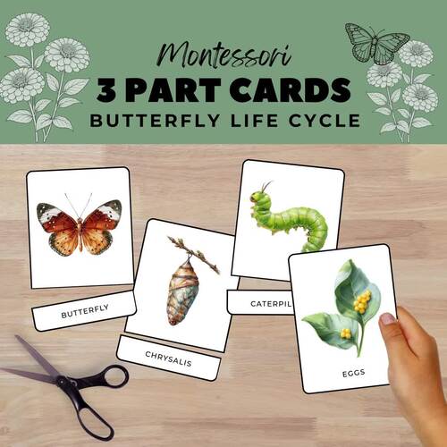 Butterfly Life Cycle 3-Part Cards, Biology, Montessori Preschool Vocabulary