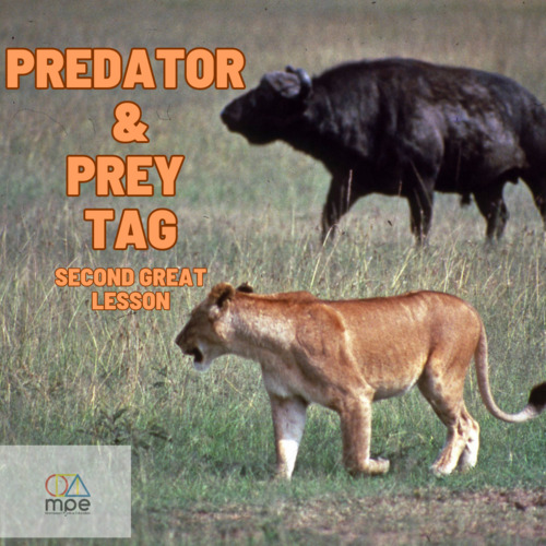 Predator Prey Tag Video by Montessori Physical Education | TPT