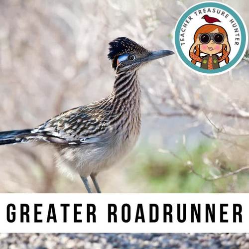 Greater Roadrunner research page for writing desert animal reports